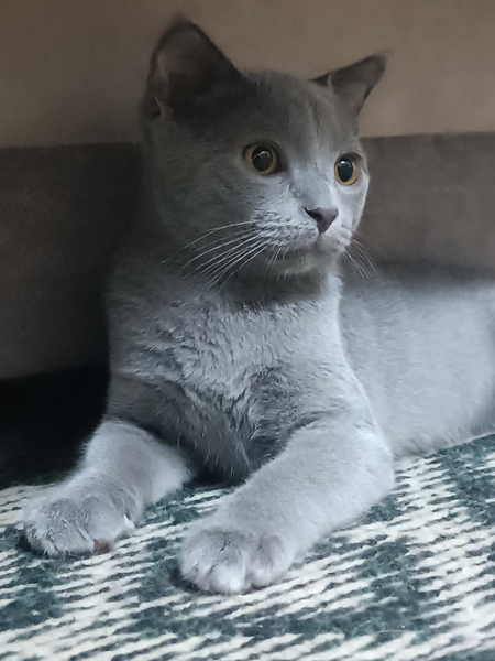 Продаются котята