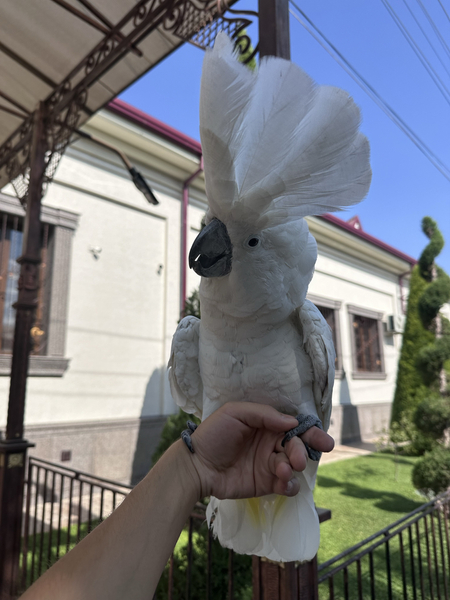 Бело хохлый какаду сотилади идеал ручной куш.
