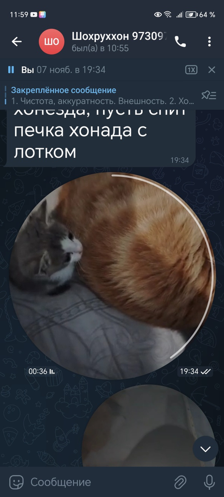 Котёнок красивый озорной