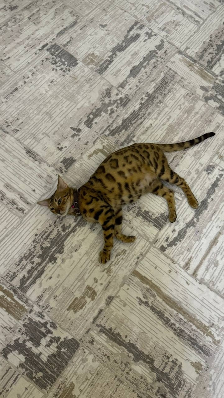 Бенгальская кошка девочка
Девочка