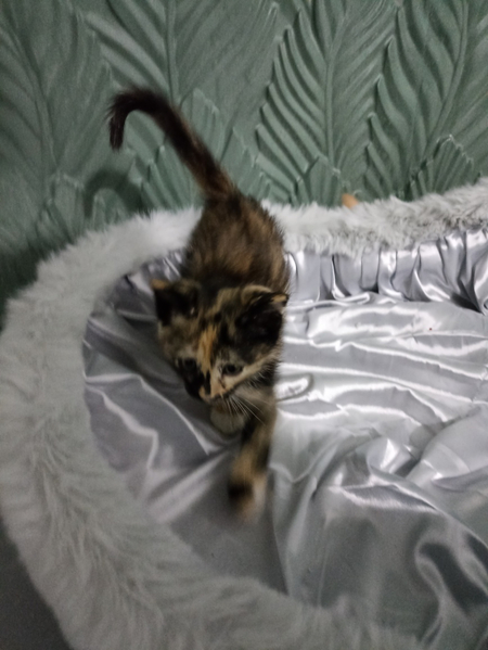 Котенок 1, 5 ойлик