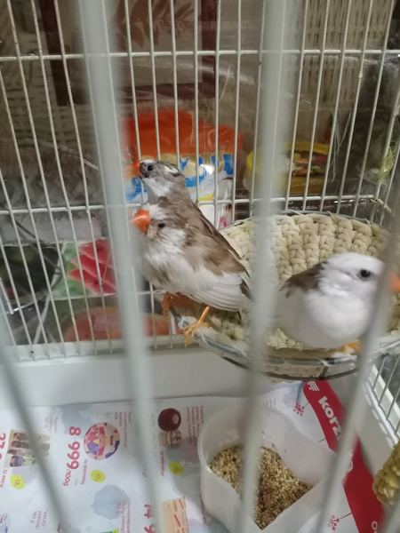 Продаются 3 амадина