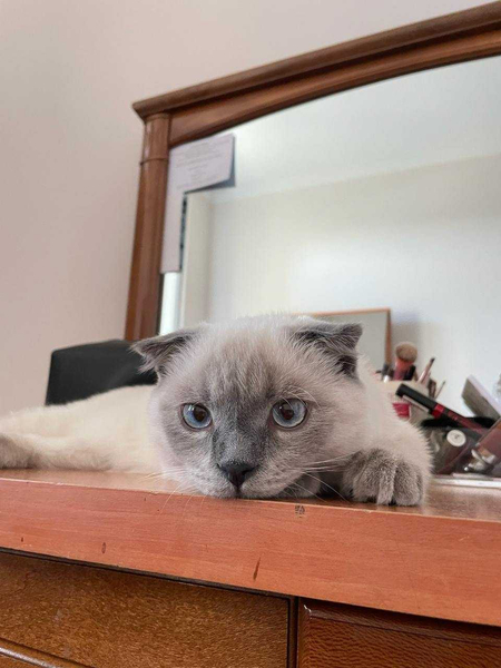 Скоттиш фолд 4 месяца, мальчик