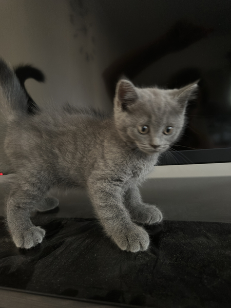 Чистокровные котики