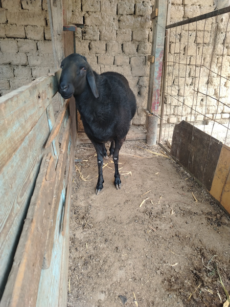 Qochqor sotiladi sog\\\'lom