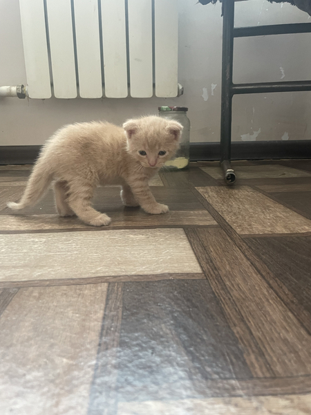 Продаются котята Фолд и страйт