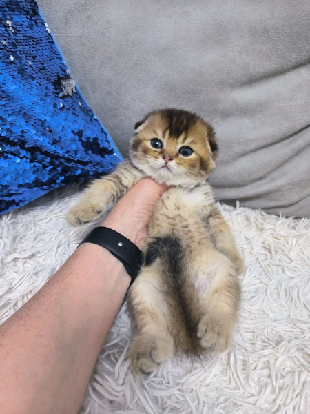 Шикарные крупные малыши