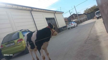 Buzoq sotiladi 6 500