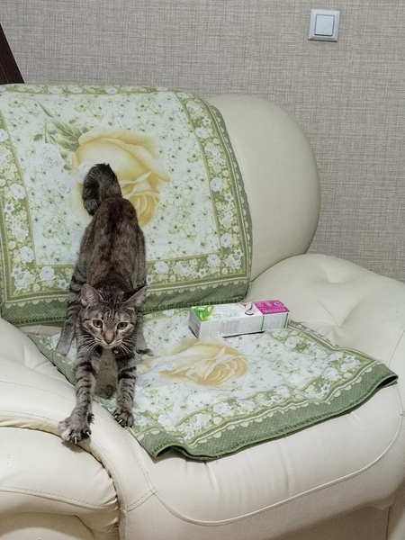 Передержка кошек и котов