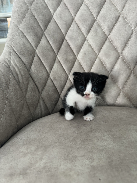 Шотландский вислоухий скоттиш-фол котенок