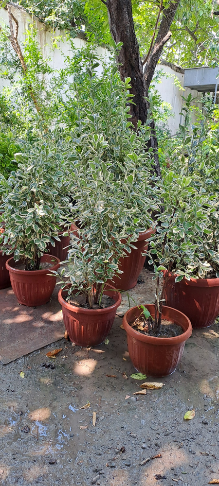 Euonymus Japonica Aurea Bravo