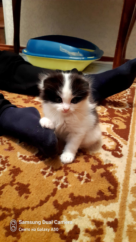 Котята вислоухие