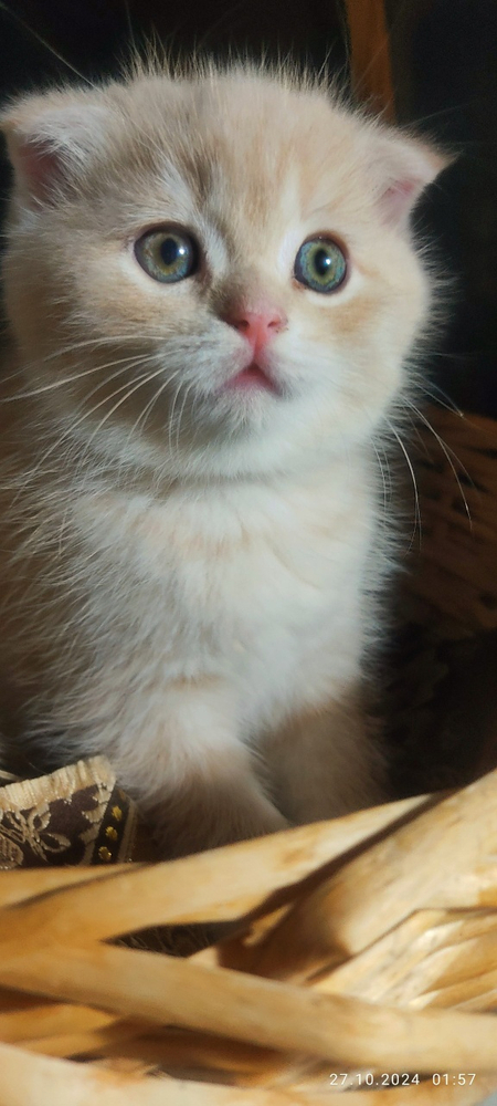 Котята скоттиш фолд и скоттиш страйт