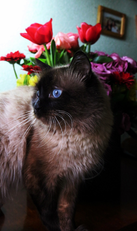 Сиамский кот, вязка. Mushuk toy