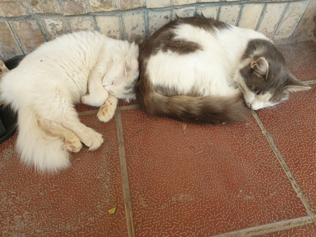 Кошки и котят отдам бесплатно