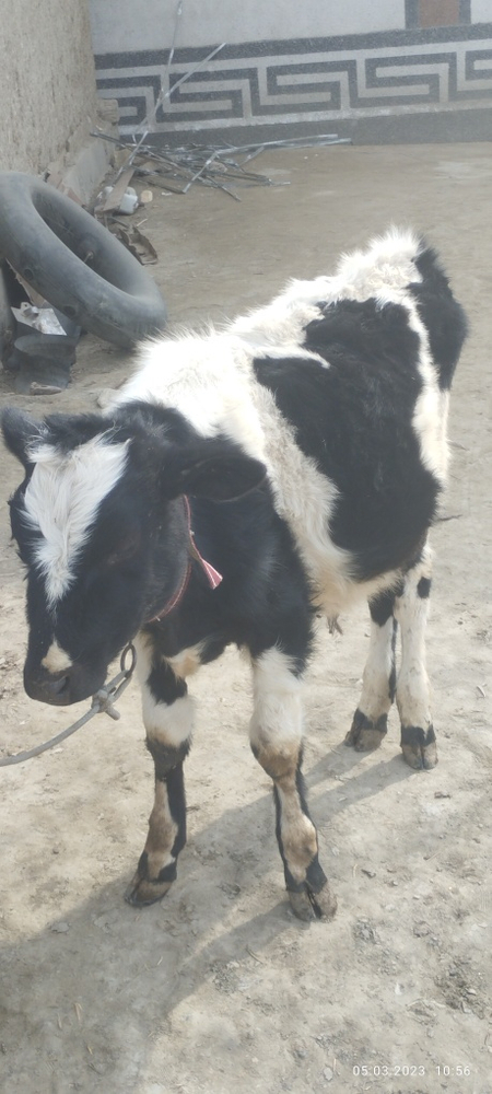 Galishtin parodali