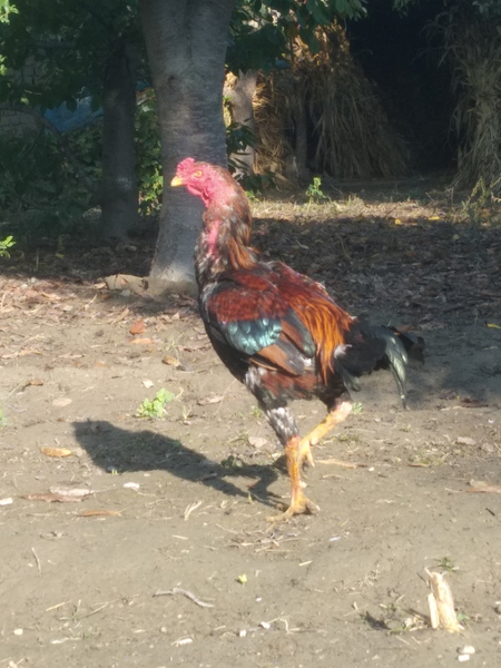 Xoʻroz malla kelishamiz kami bor 3kg 300g chiqadi kelishamiz