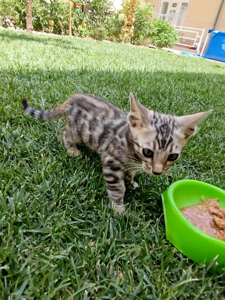 Котята Бенгальской пор