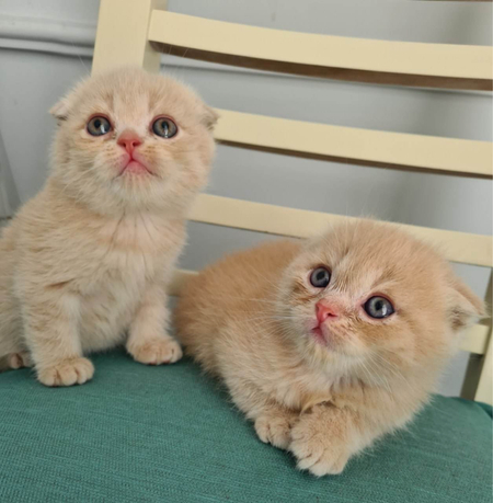 Продаются котята