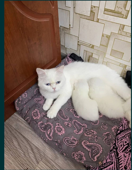 Продается бритиш сильвер шиншилла