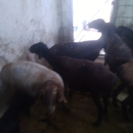 Qo'ylar sotiladi