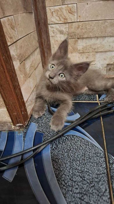 Продаю котят Майн кун чистокровные