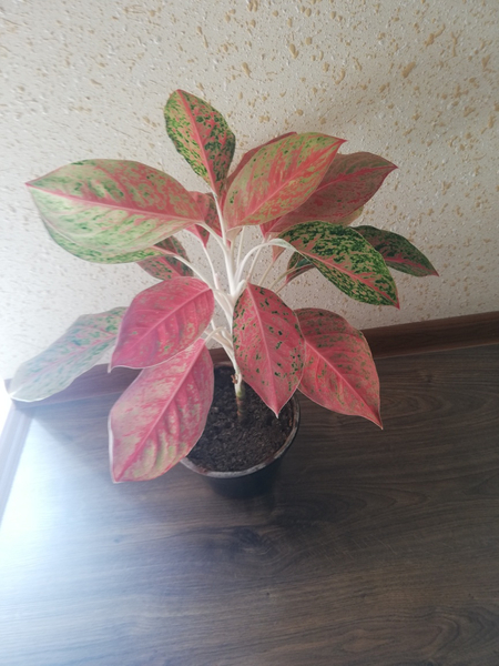 Aglonema xar xil sort
