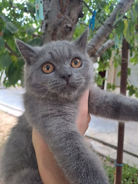 Qiz bola mushuk 3 oylik