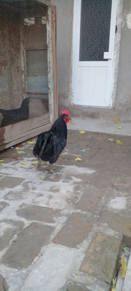 Qora tovuq Xoʻrozlari