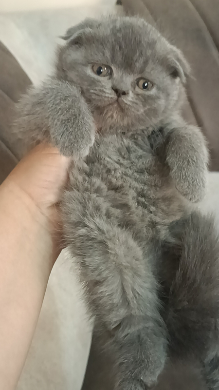 Скотш фолд ва страйт