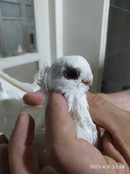 Продаются голуби