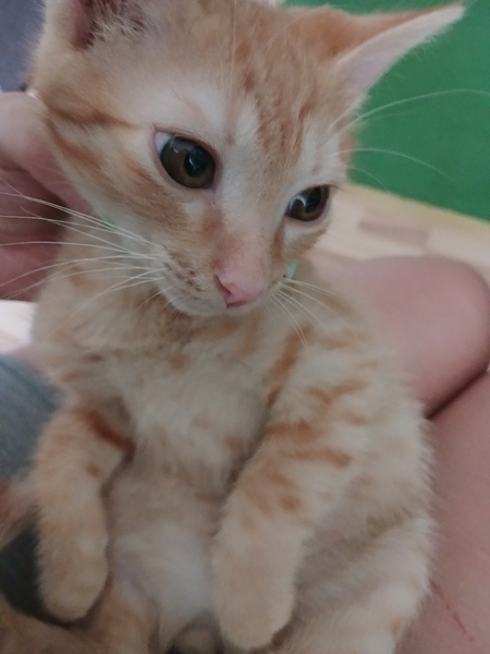 Котёнок 4 месяца, рыжая морда) очень классный игривый деловой, лоток +