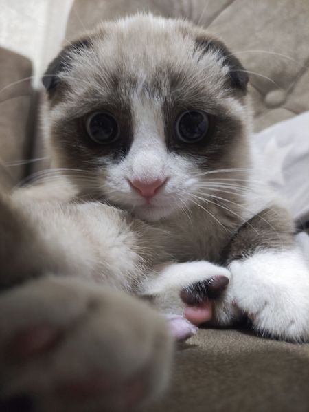 Сиамский котёнок