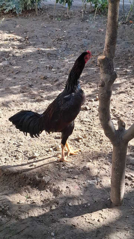 Gibrid Xoroz Sotiladi