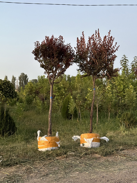 Kochatla harhildan bor