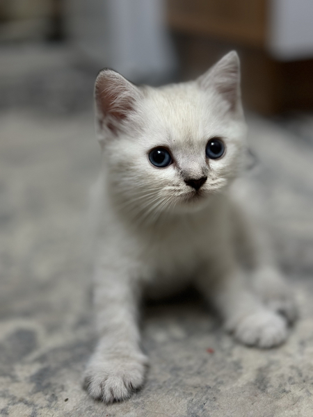 Продаются котята