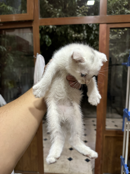 Britaniskiy scottish fold sotiladi