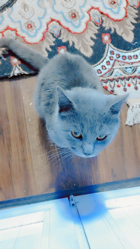 Mushuk sotiladi zoti stryat