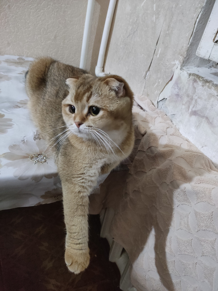 Scottish fold Scottish strayt