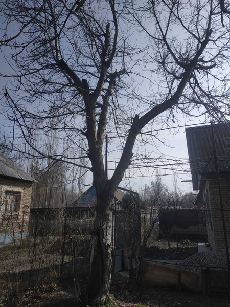 Продается дерево - орех. [самоспил, самовывоз]