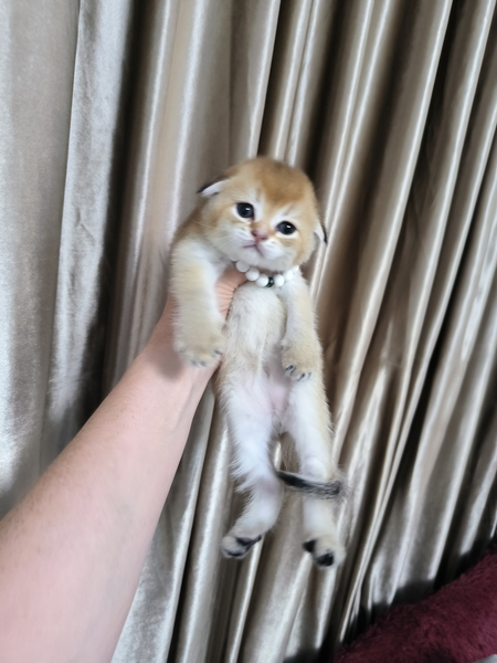 Котята от правильной вязки