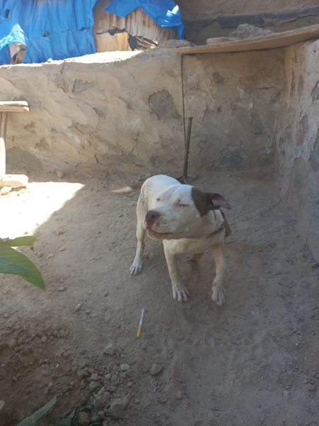 pitbulcha sotiladi