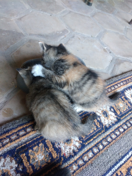 Отдам в добрые руки