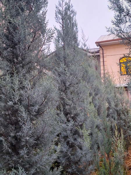 Arizonskiy kiparis italyaniskiy