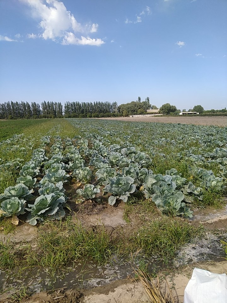 Karamlar sotiladi kilosi 1500 soʻm