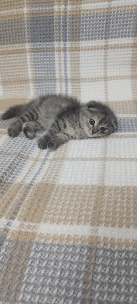 Скоттиш фолд котенок/skottish fold mushukcha