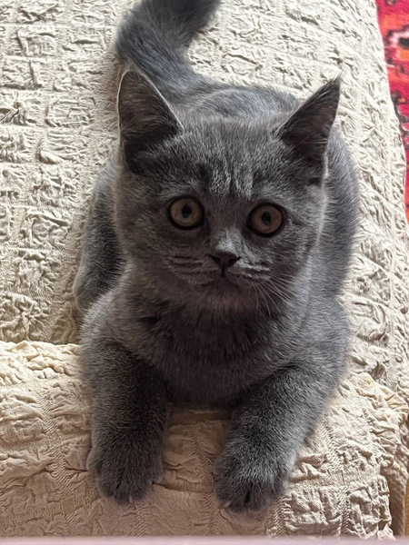 Котенок, мушук, кошки
