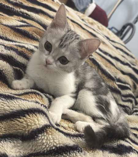 Продаеться кошечка!