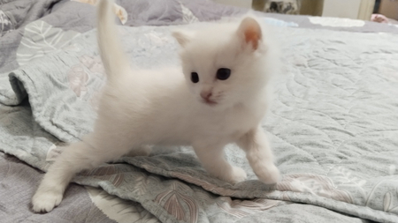 Продаются белые котята