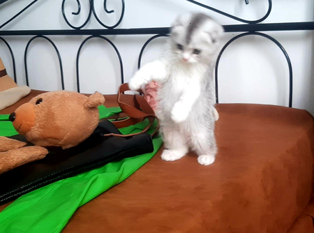 Шотландский мальчик